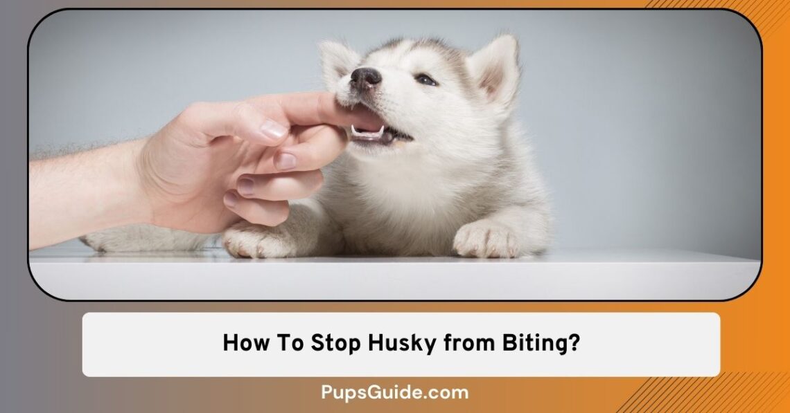 How To Stop Husky from Biting? - Here's How to do - PupsGuide