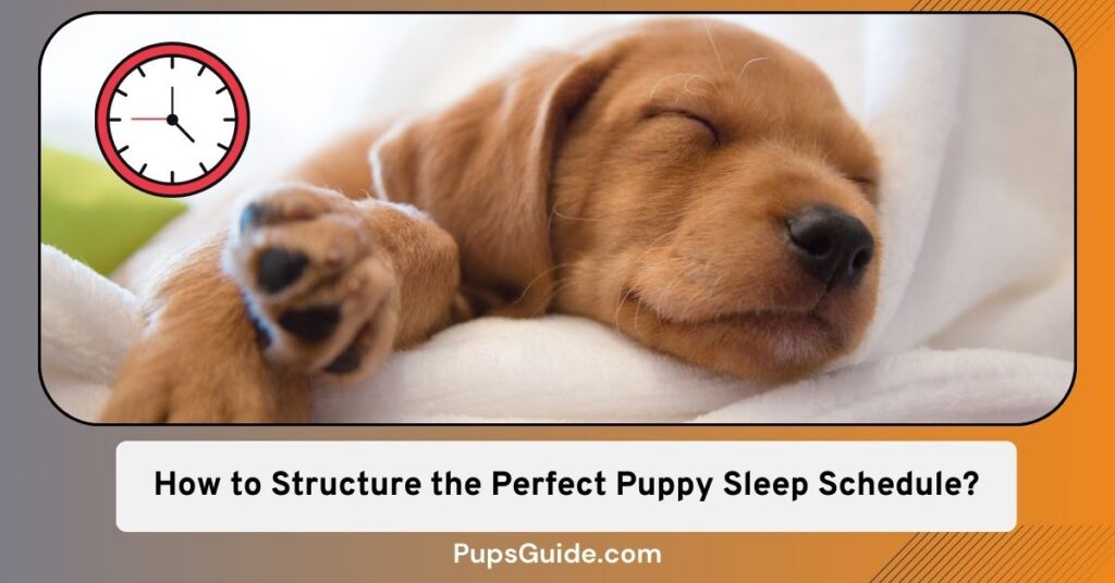 How to Structure the Perfect Puppy Sleep Schedule? Here’s how - PupsGuide