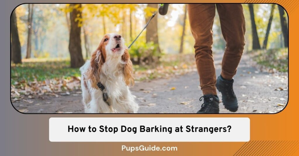 How To Stop Dog Barking at Strangers? 6 Easy-to-Follow Steps - PupsGuide