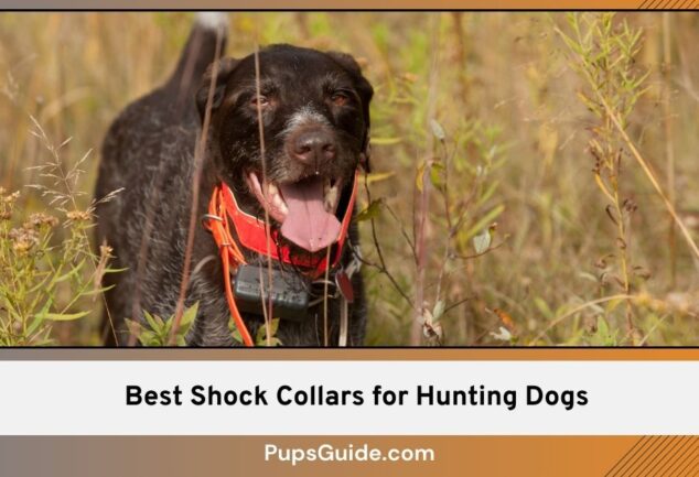 5 (Thick Fur) Best Shock Collars for Great Pyrenees [2024 List] - PupsGuide