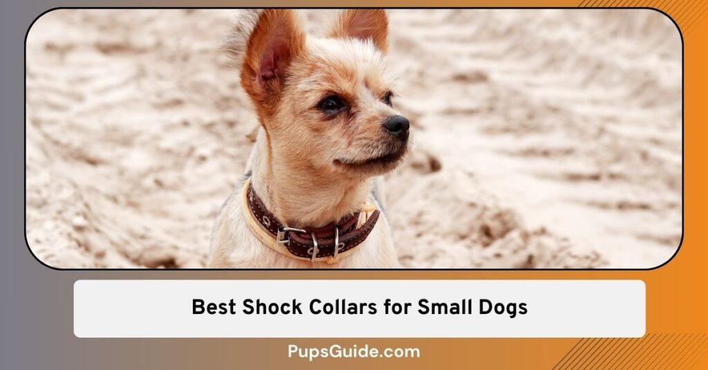 5 Best Shock Collars for Small Dogs with Proper Fit - PupsGuide