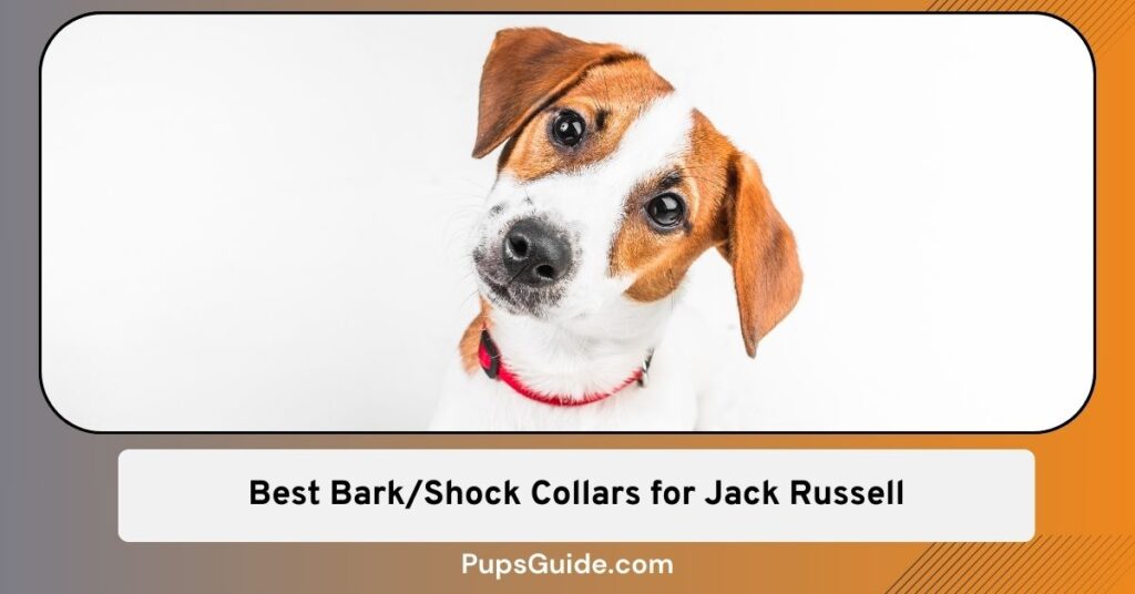 5 Best Bark/Shock Collars for Jack Russell [2024 List] - PupsGuide